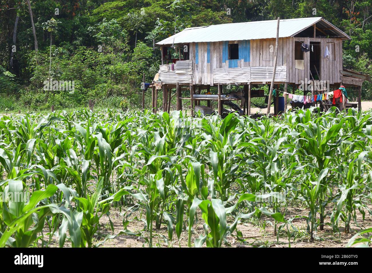 Amazon plants hi-res stock photography and images - Alamy