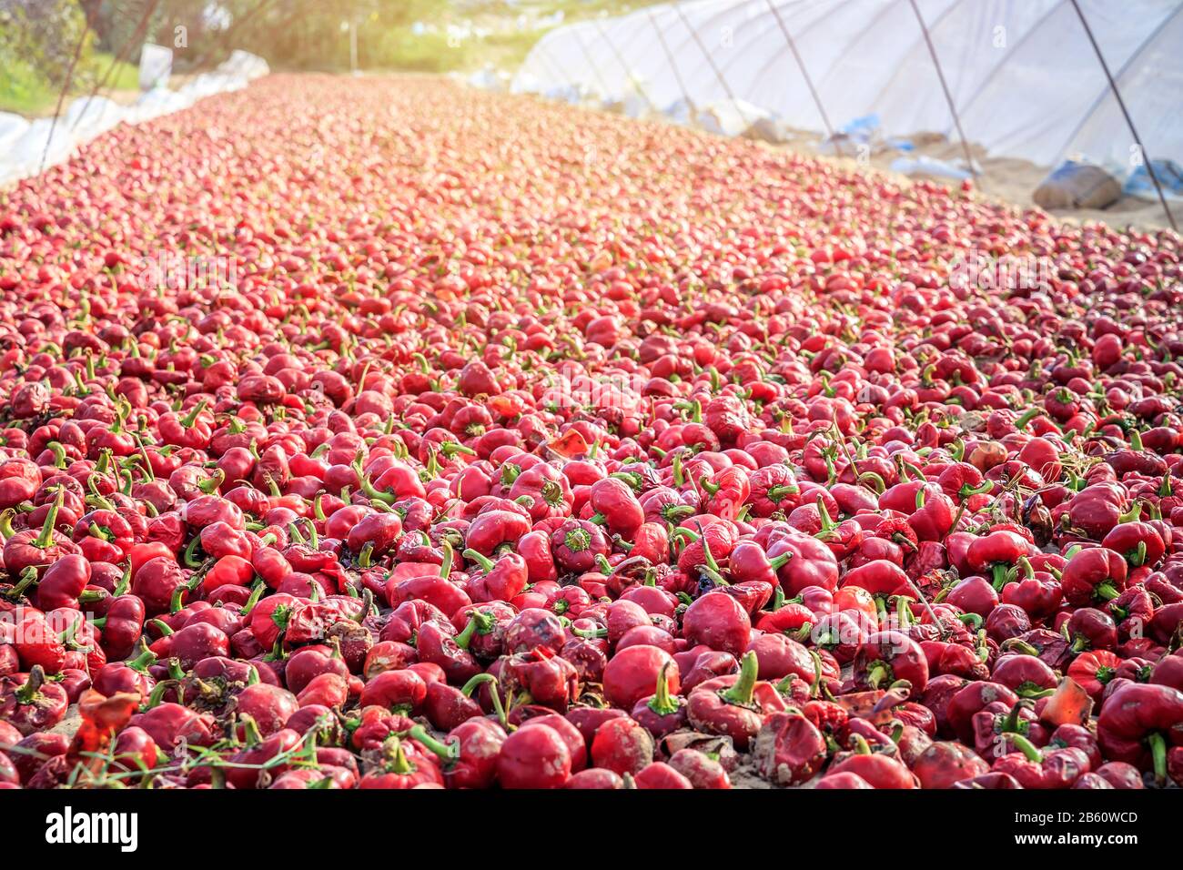 red pepper dried is a typical spanish ingredient in Alicante and ...