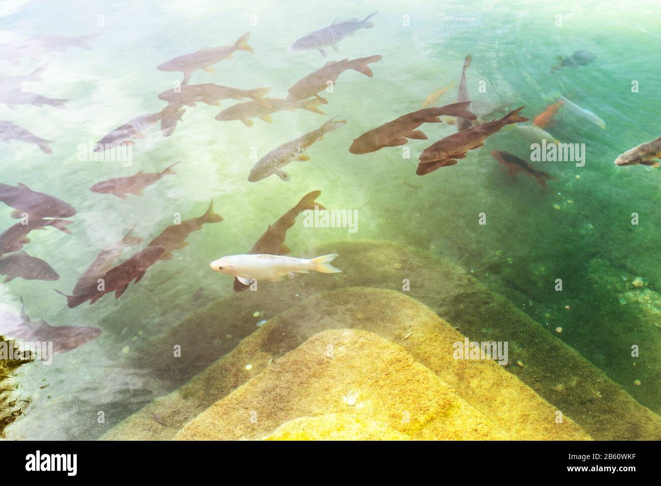 blurred background of colored fish swimming in blue water Stock Photo ...
