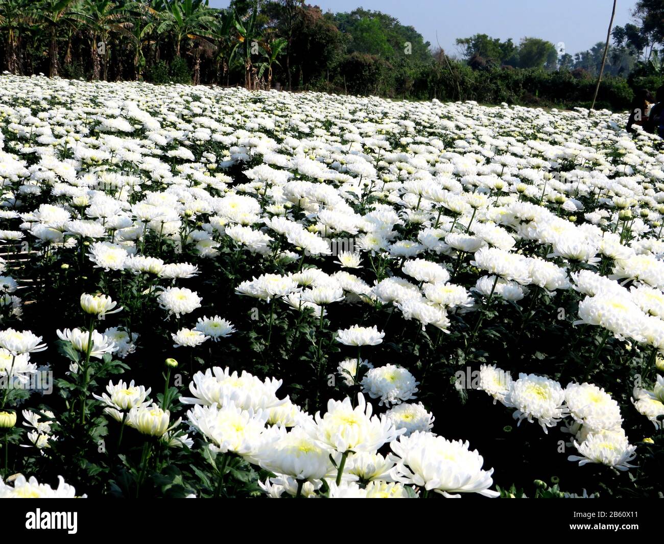 VALLEY OF WHITE FLOWERS Stock Photo - Alamy