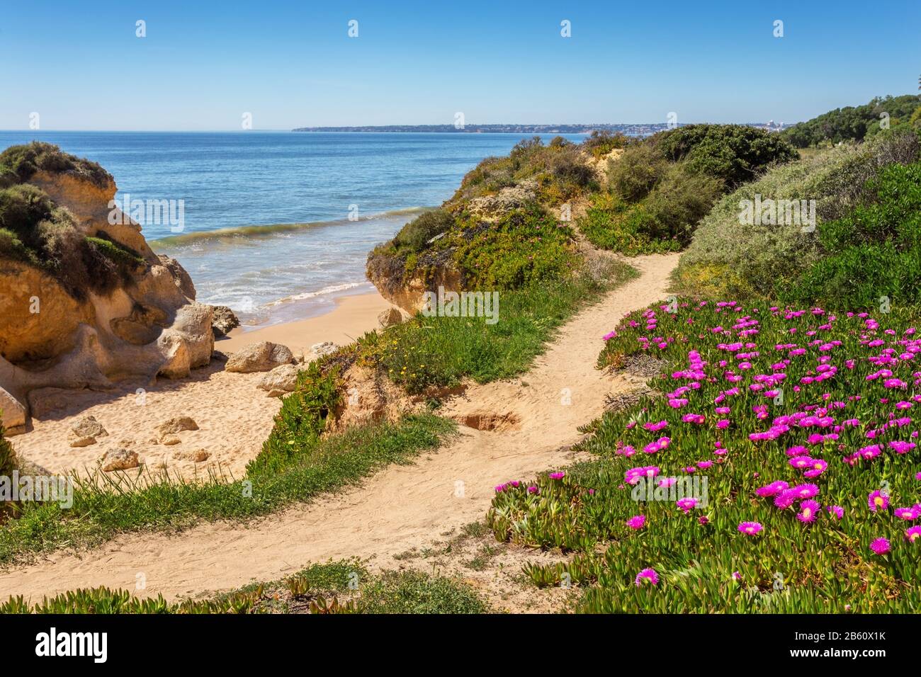 Trail and the spring landscape Albufeira beaches. Flowers in the ...