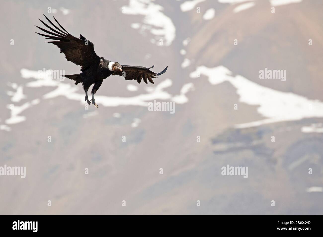 Andean condor chile hi-res stock photography and images - Alamy