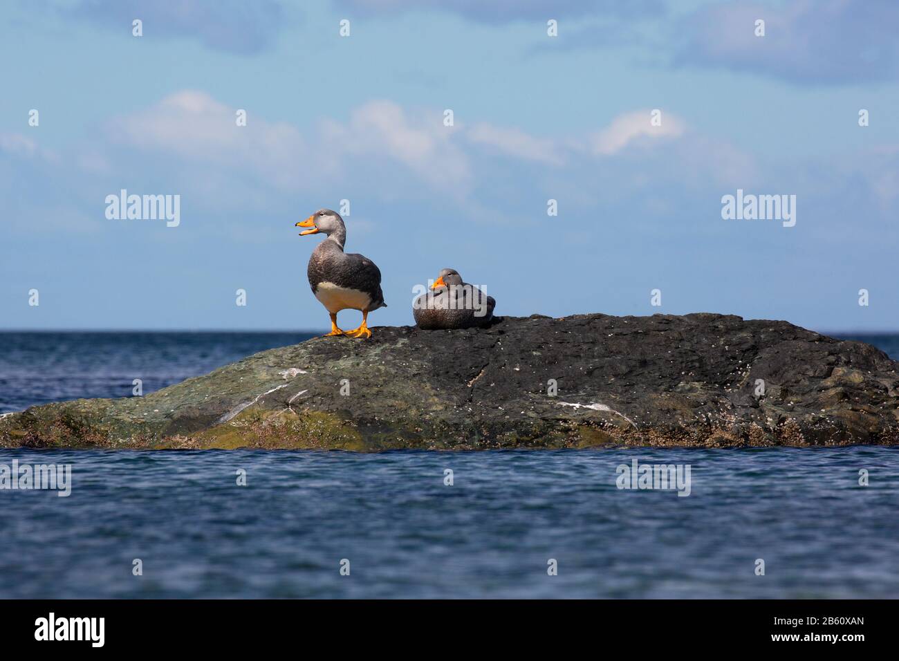 Patagonia bird chile south america hi-res stock photography and images ...