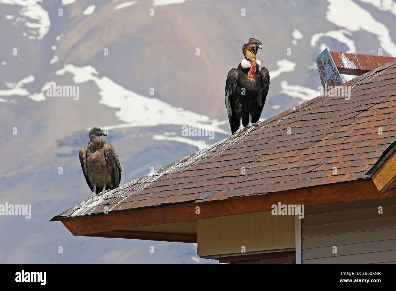 Wild condors hi-res stock photography and images - Alamy