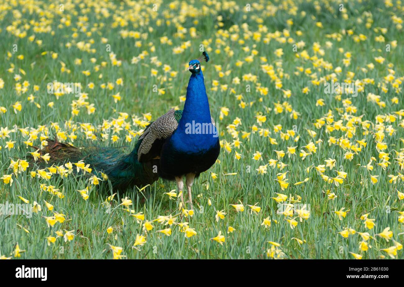 Indian yellow bird hi-res stock photography and images - Alamy