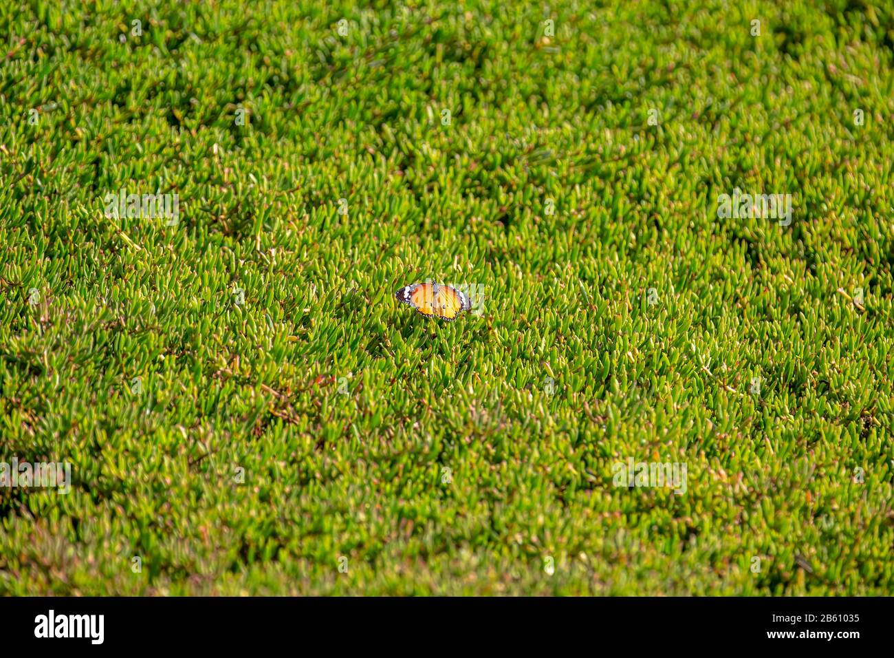Danaid eggfly female Upperside Stock Photo - Alamy