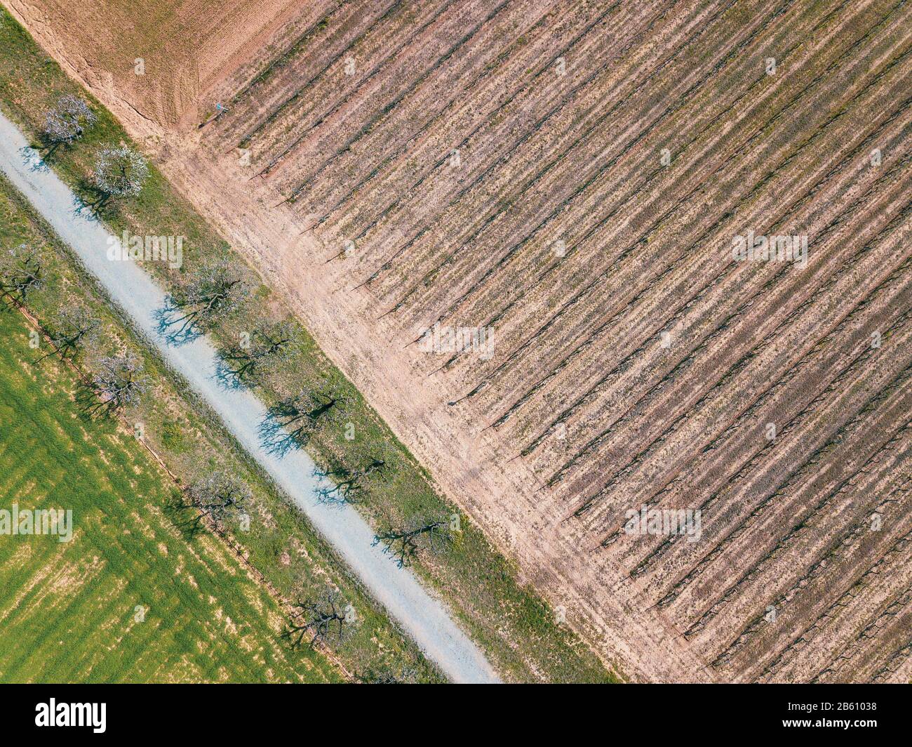 Aerial agricultural shot with a drone over a farmland with some tree in ...