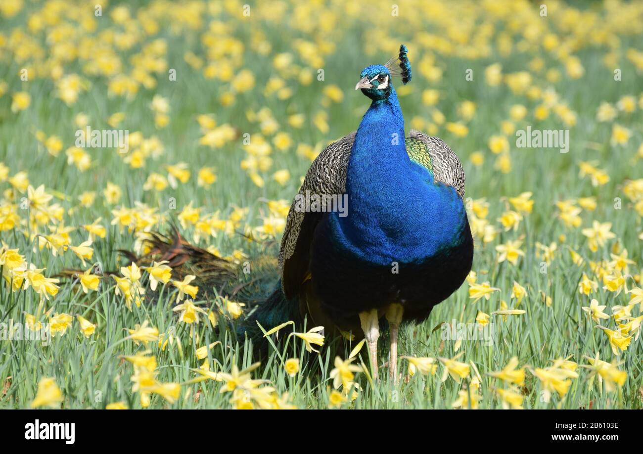 Indian yellow bird hi-res stock photography and images - Alamy