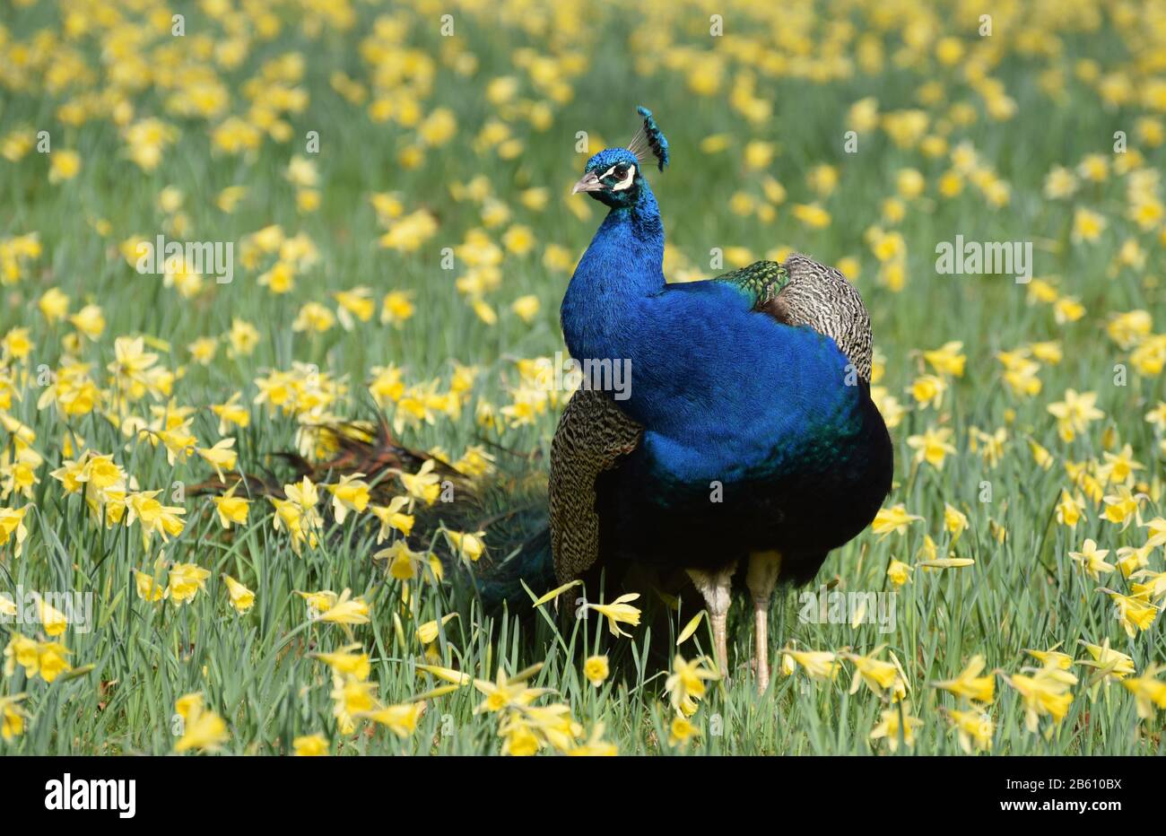 Indian yellow bird hi-res stock photography and images - Alamy
