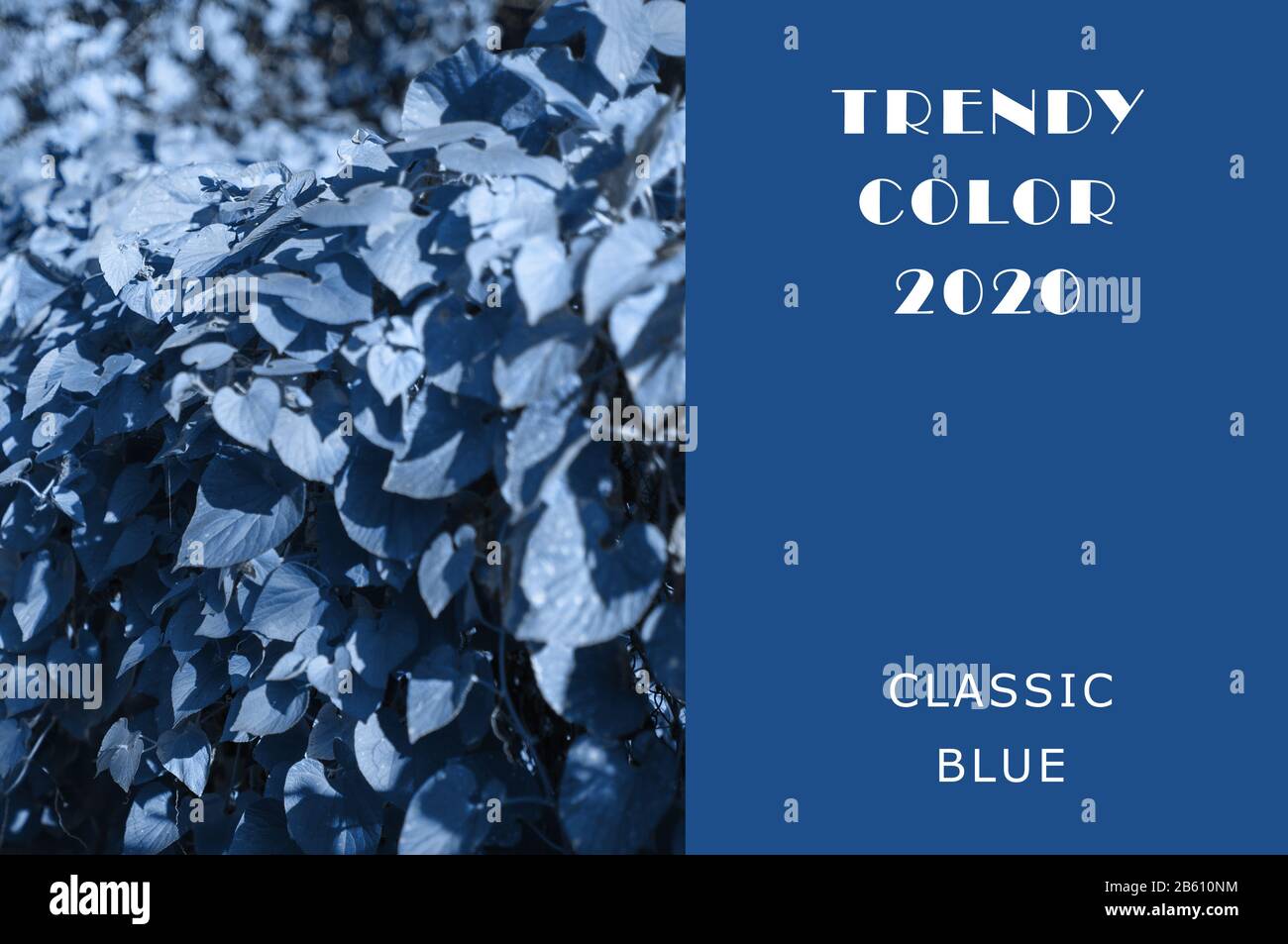 climbing plant or ivy in a classic blue color. Juicy color tone in ...