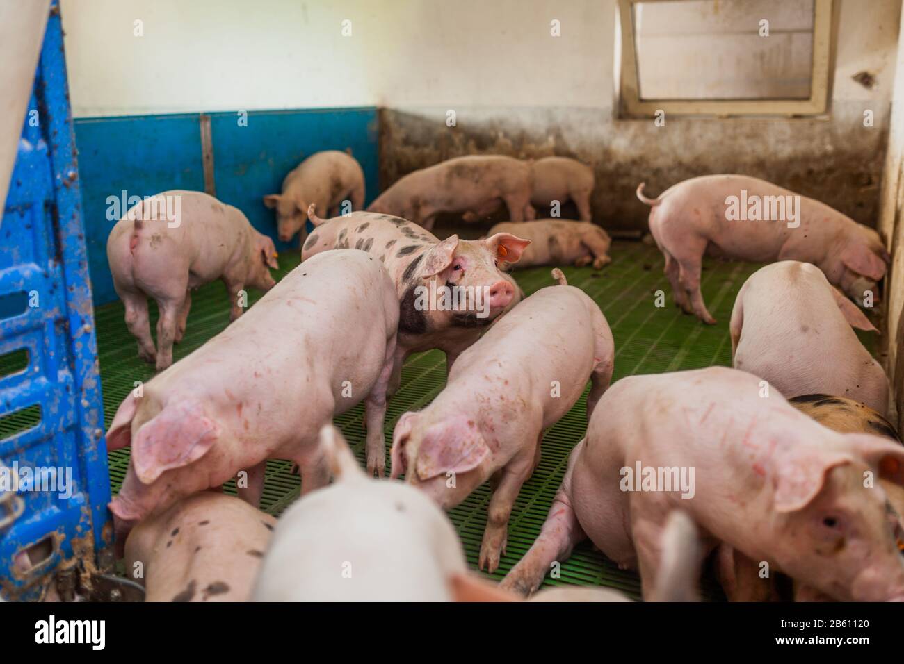 pigs in the pigsty livestock pork production Stock Photo - Alamy