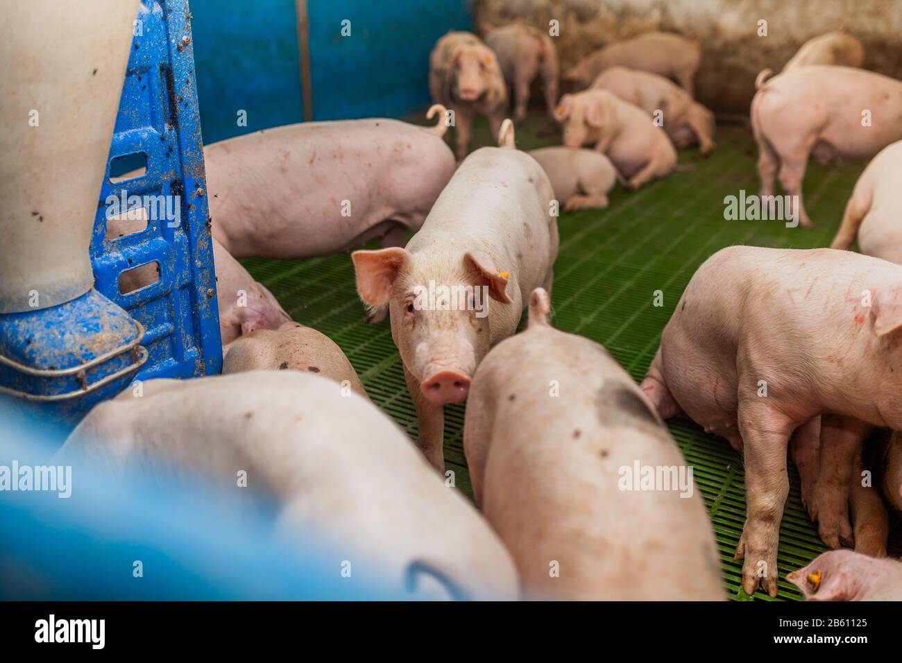 pigs in the pigsty livestock pork production Stock Photo - Alamy