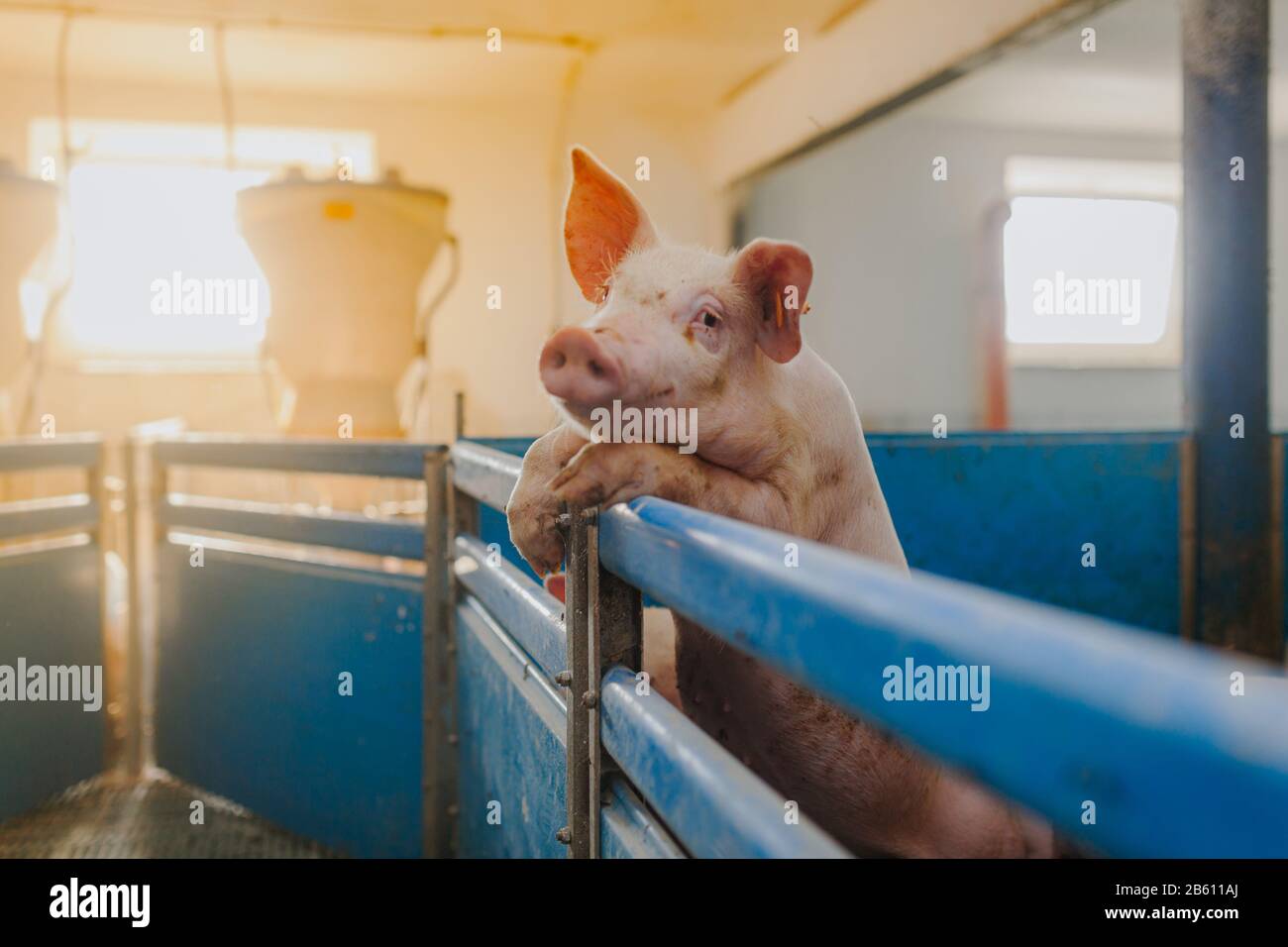 Piggery hi-res stock photography and images - Alamy