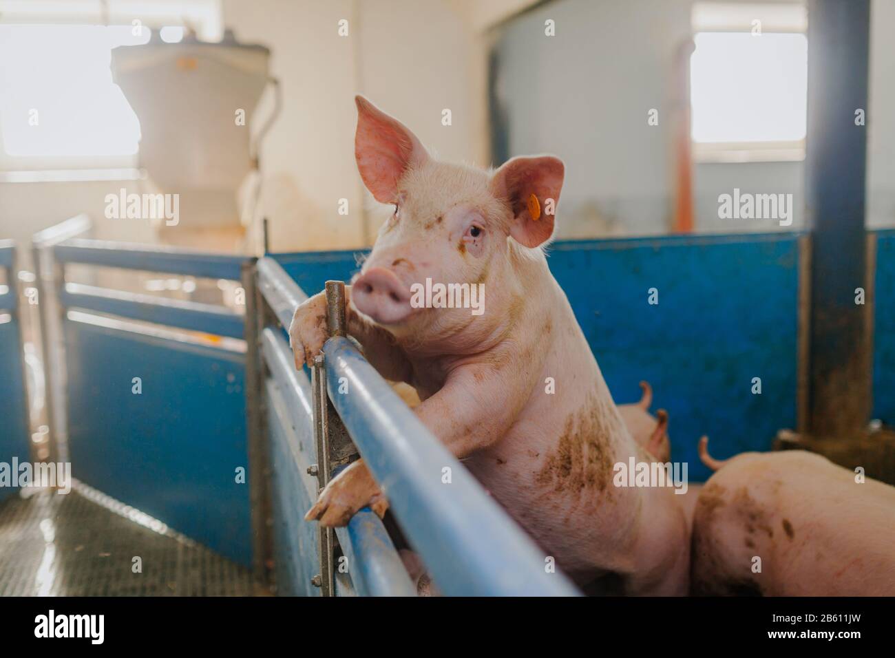 Piggery hi-res stock photography and images - Alamy