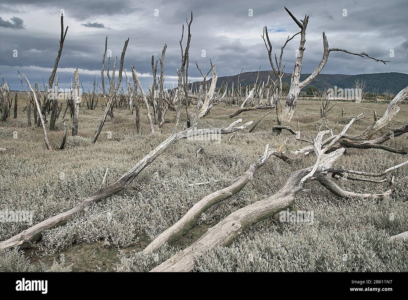 Silhouette of a dying tree hi-res stock photography and images - Alamy