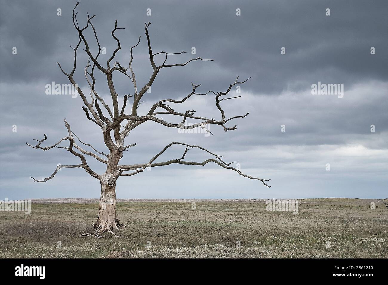 Dead tree in a barren landscape Stock Photo - Alamy