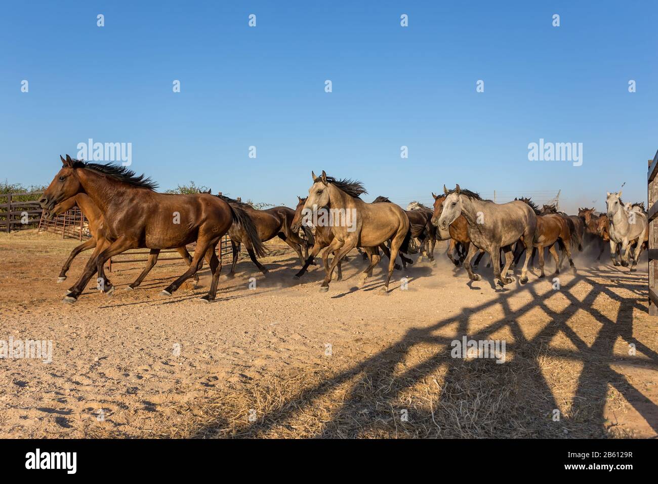 Herd of horses runs in the corral. Spain El Rocio Stock Photo - Alamy