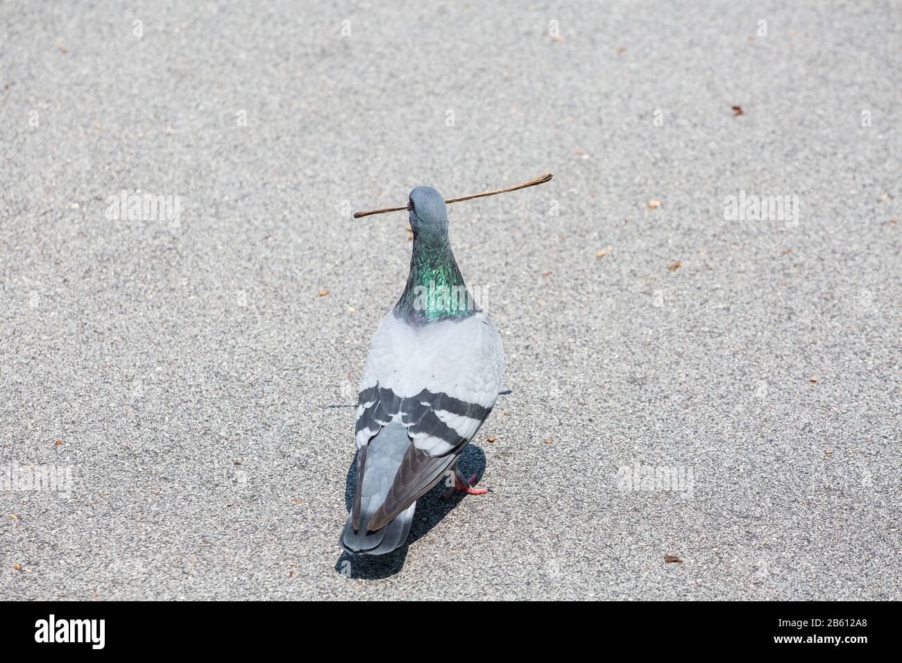 Pigeon using it beak to hold a small tree branch Stock Photo - Alamy