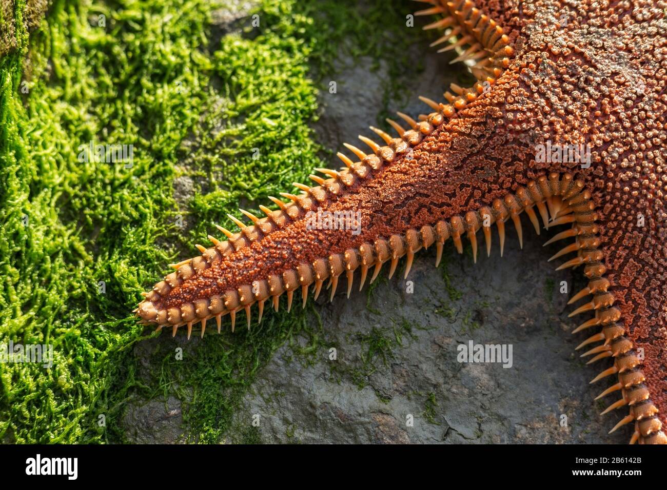 Green algae on shell hi-res stock photography and images - Alamy