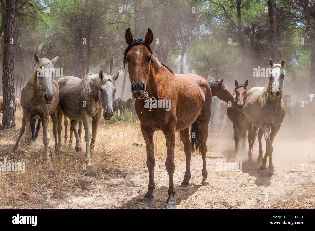 Tired horse pasture to rest after baptism. El Rocio Stock Photo - Alamy
