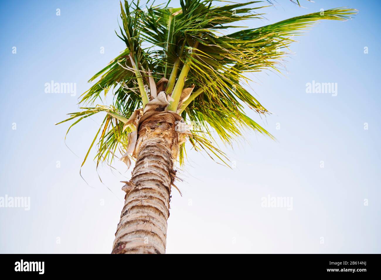 Pam tree hi-res stock photography and images - Alamy