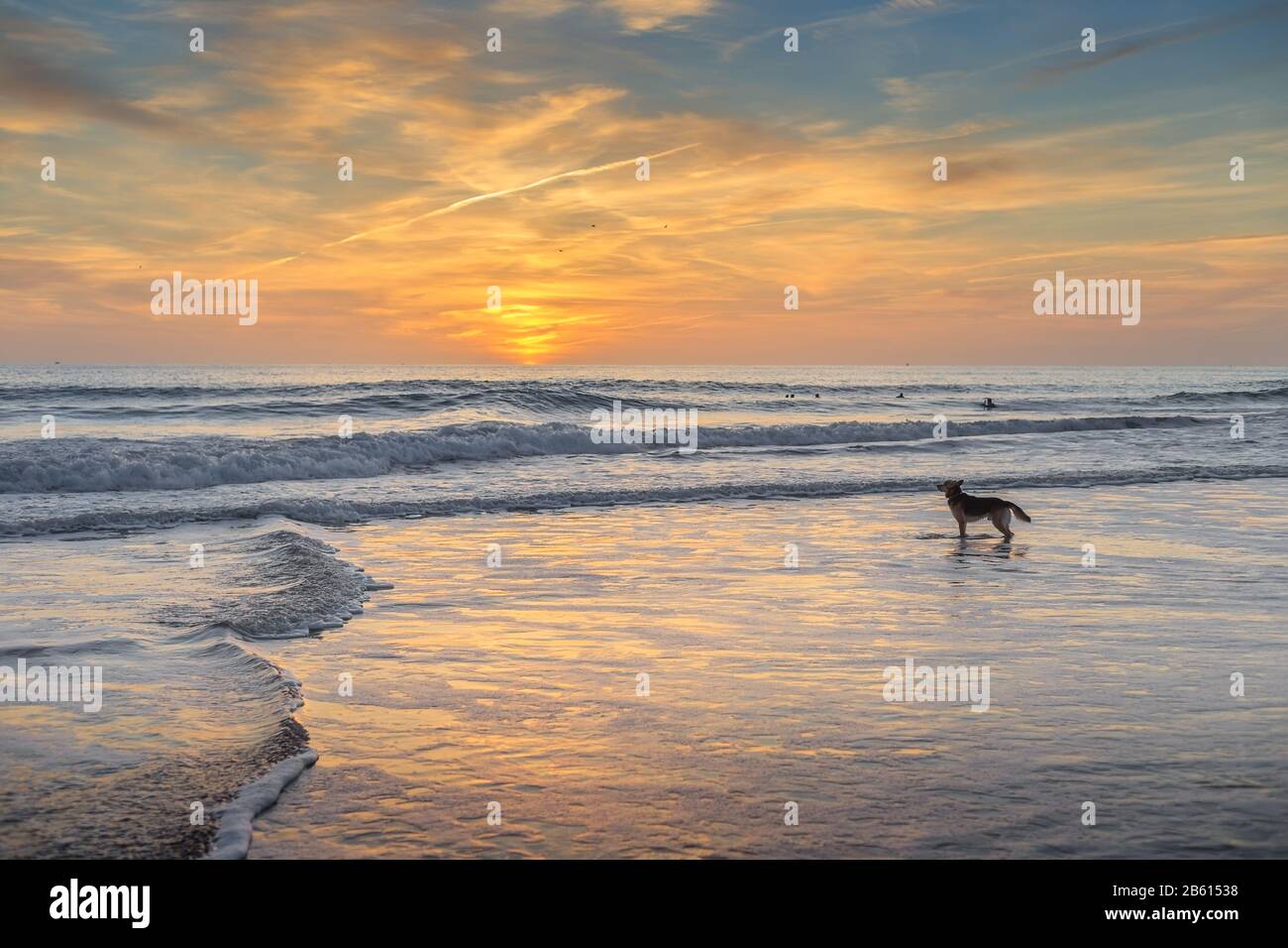 Wet sheepdog hi-res stock photography and images - Alamy