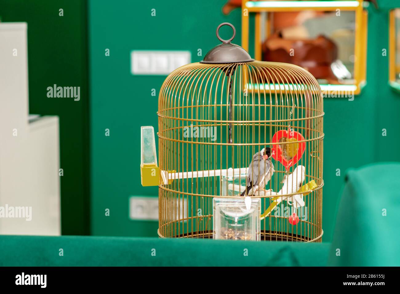 Parrot cage hi-res stock photography and images - Alamy