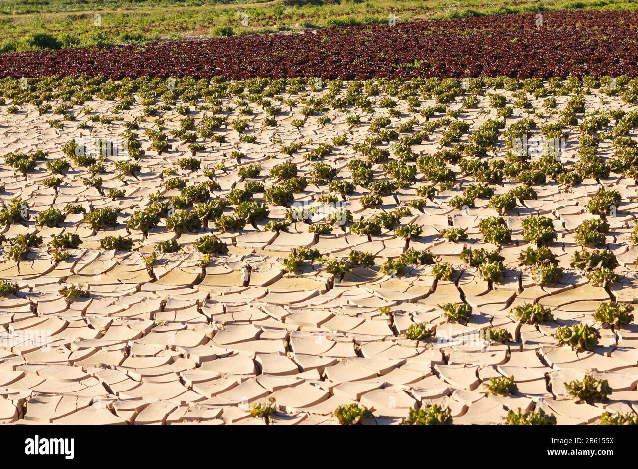 Lack of water, sun and little rain, land broken by little irrigation ...
