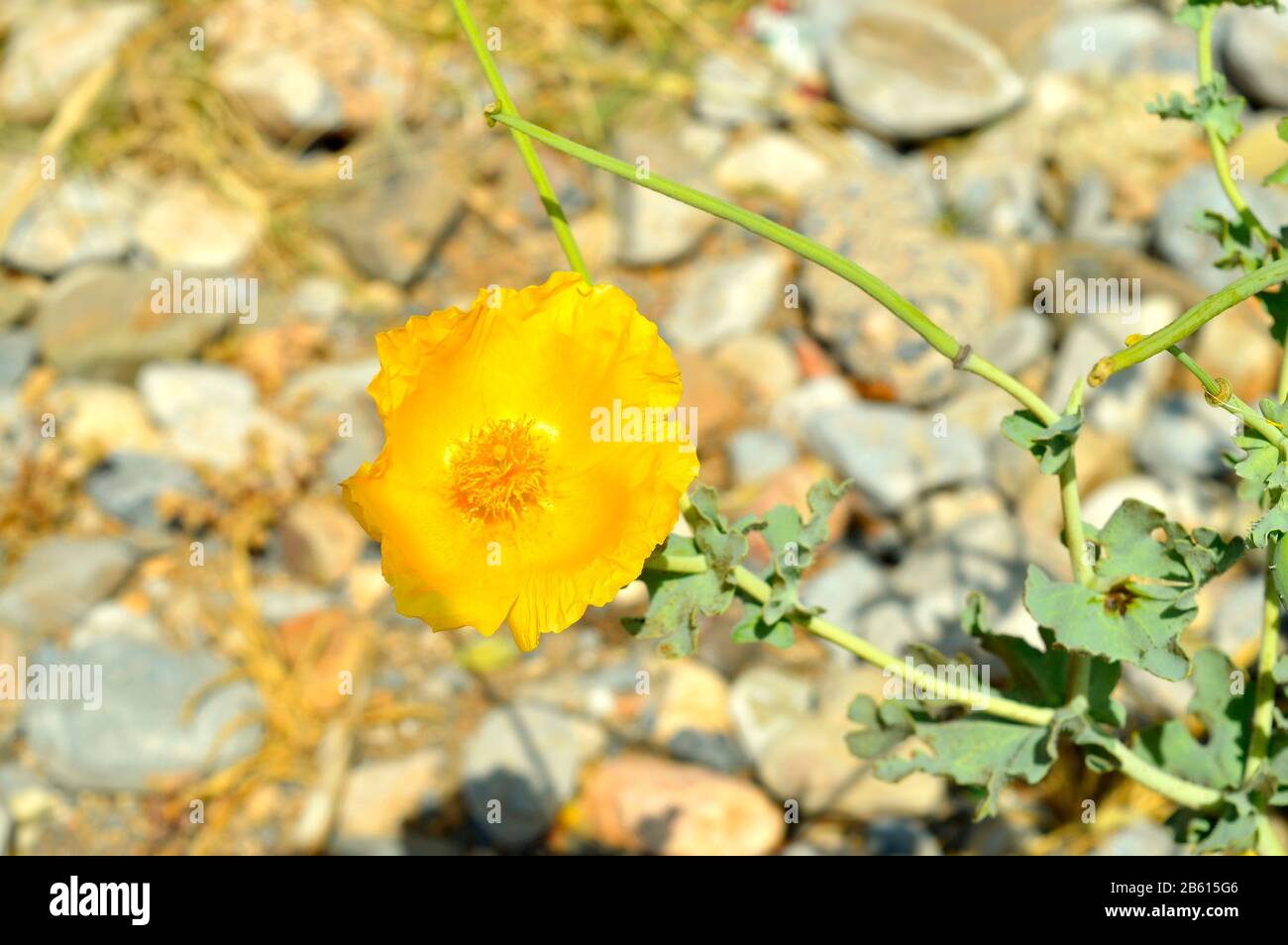 Yellow horned poppy Latin name Glaucium flaviium, plant flowering ...
