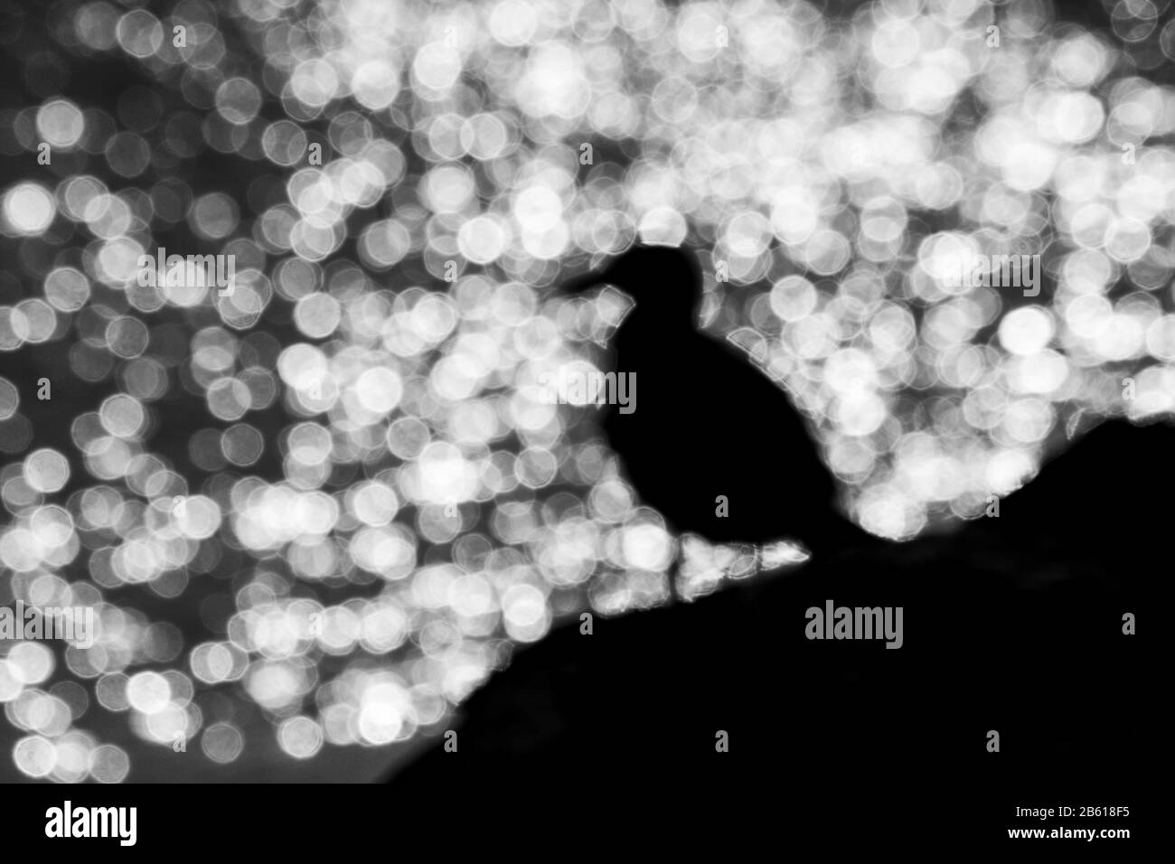 Abstract no focus image of a seagull. On the background water Stock ...