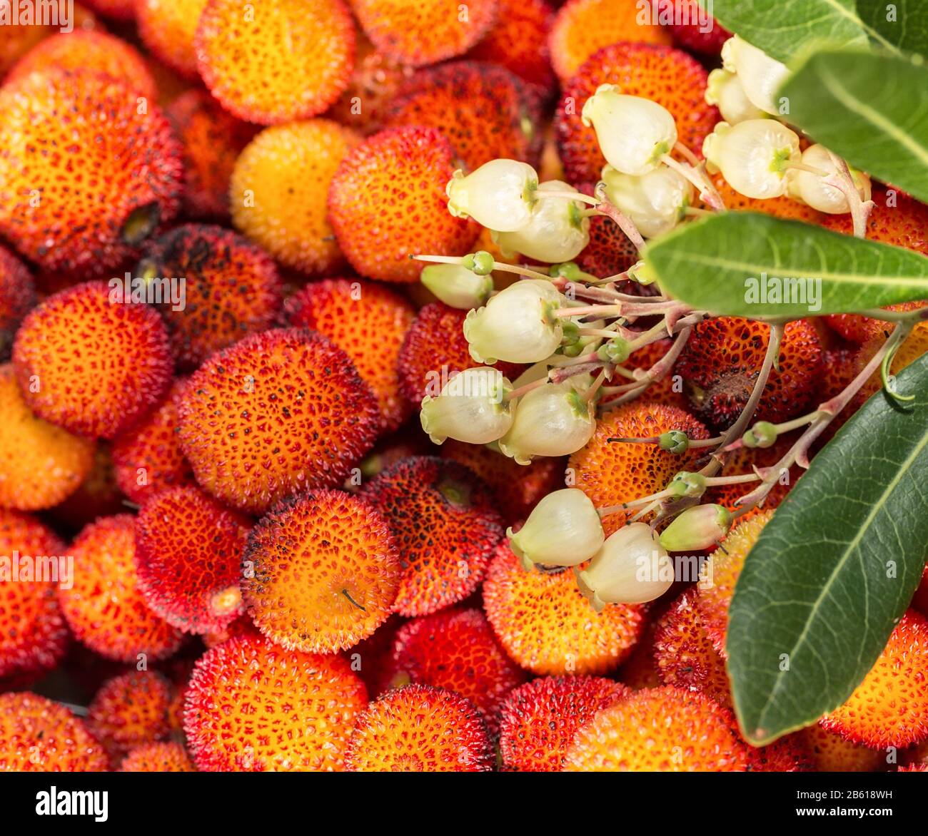 Arbutus flowers and leaves. Close-up Stock Photo - Alamy