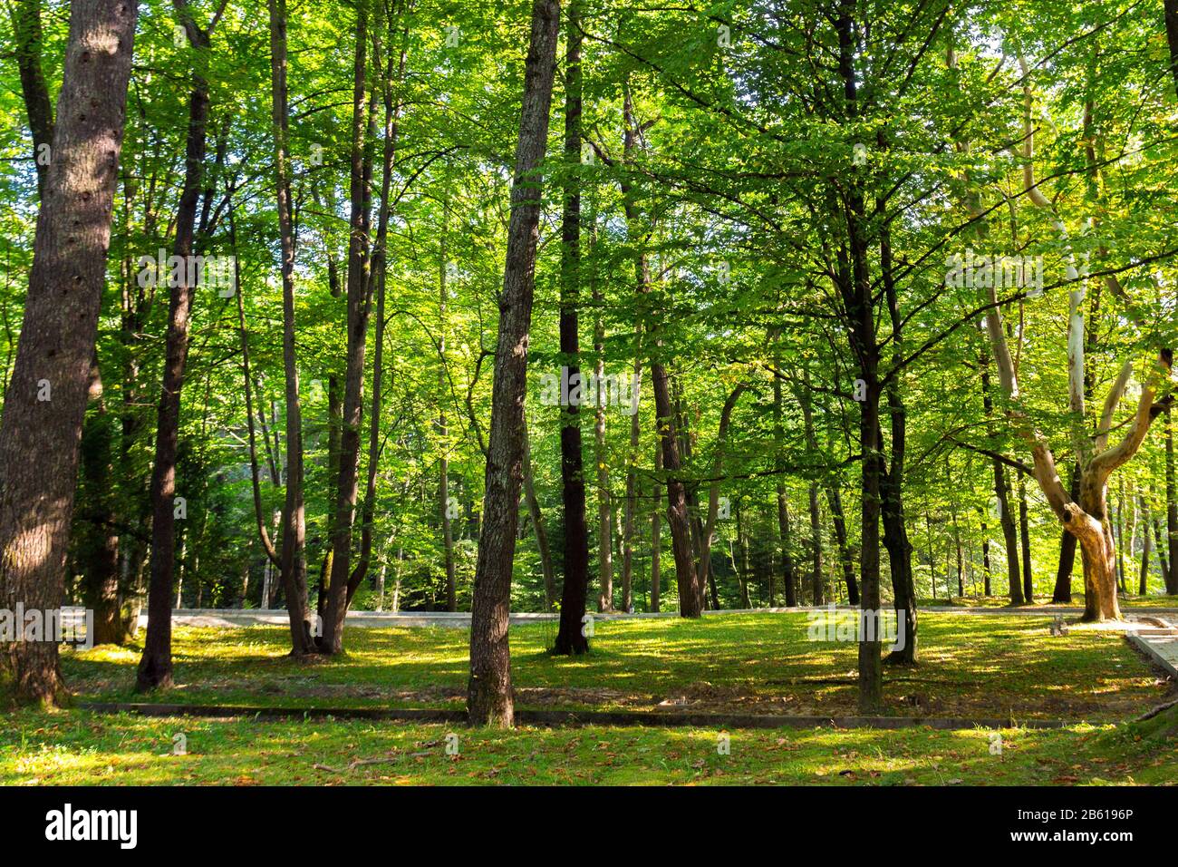 Beautiful sunny view of tall green trees in the park Stock Photo - Alamy
