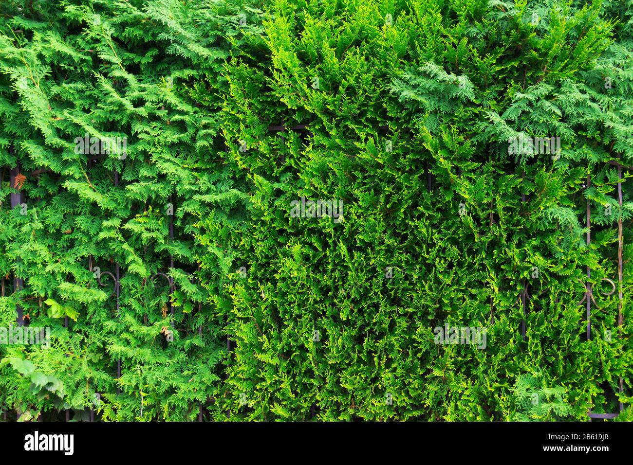 Green background made of fresh plants. Natural texture Stock Photo - Alamy