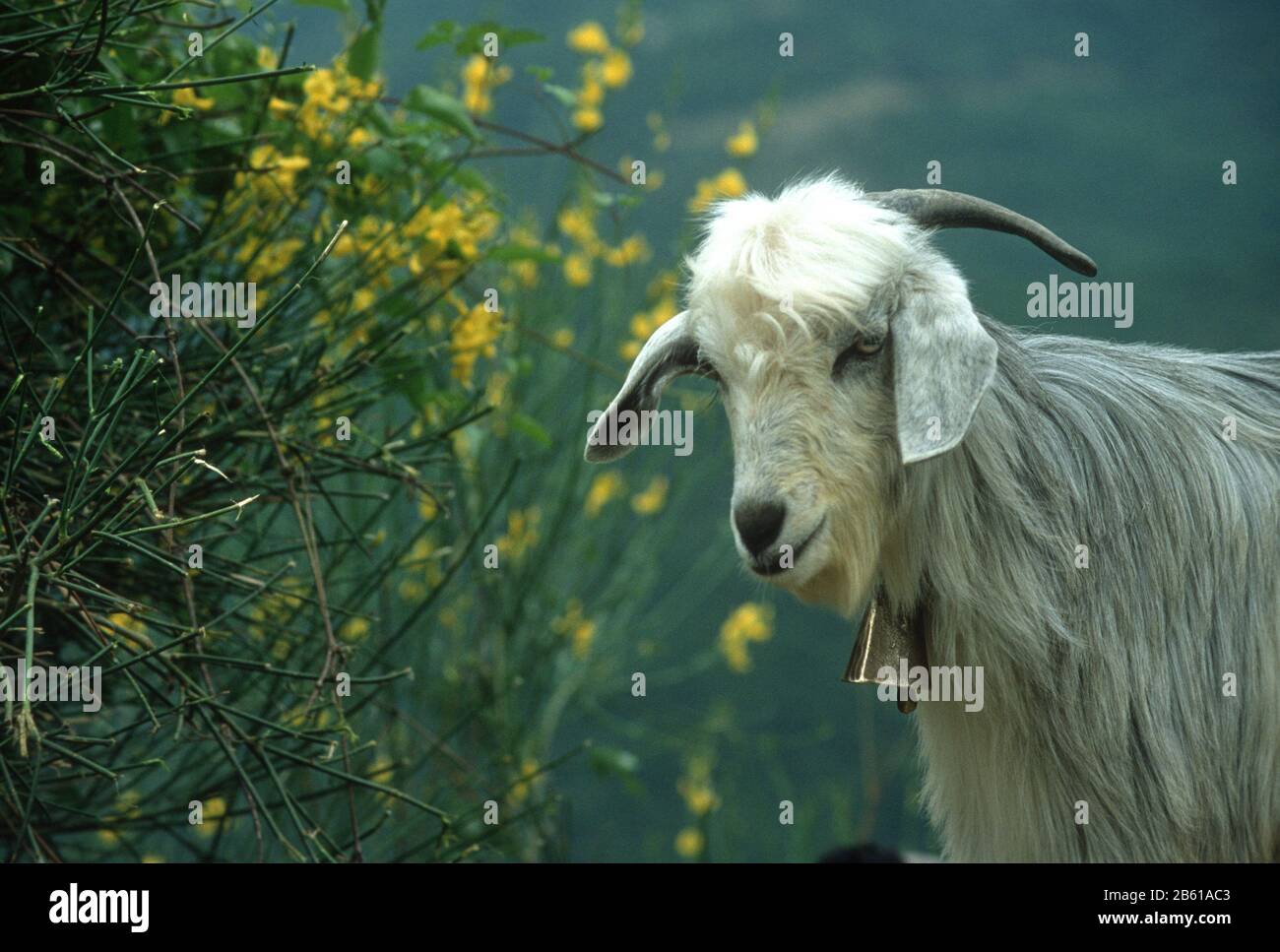 Bell collar for calf or sheep hi-res stock photography and images - Alamy