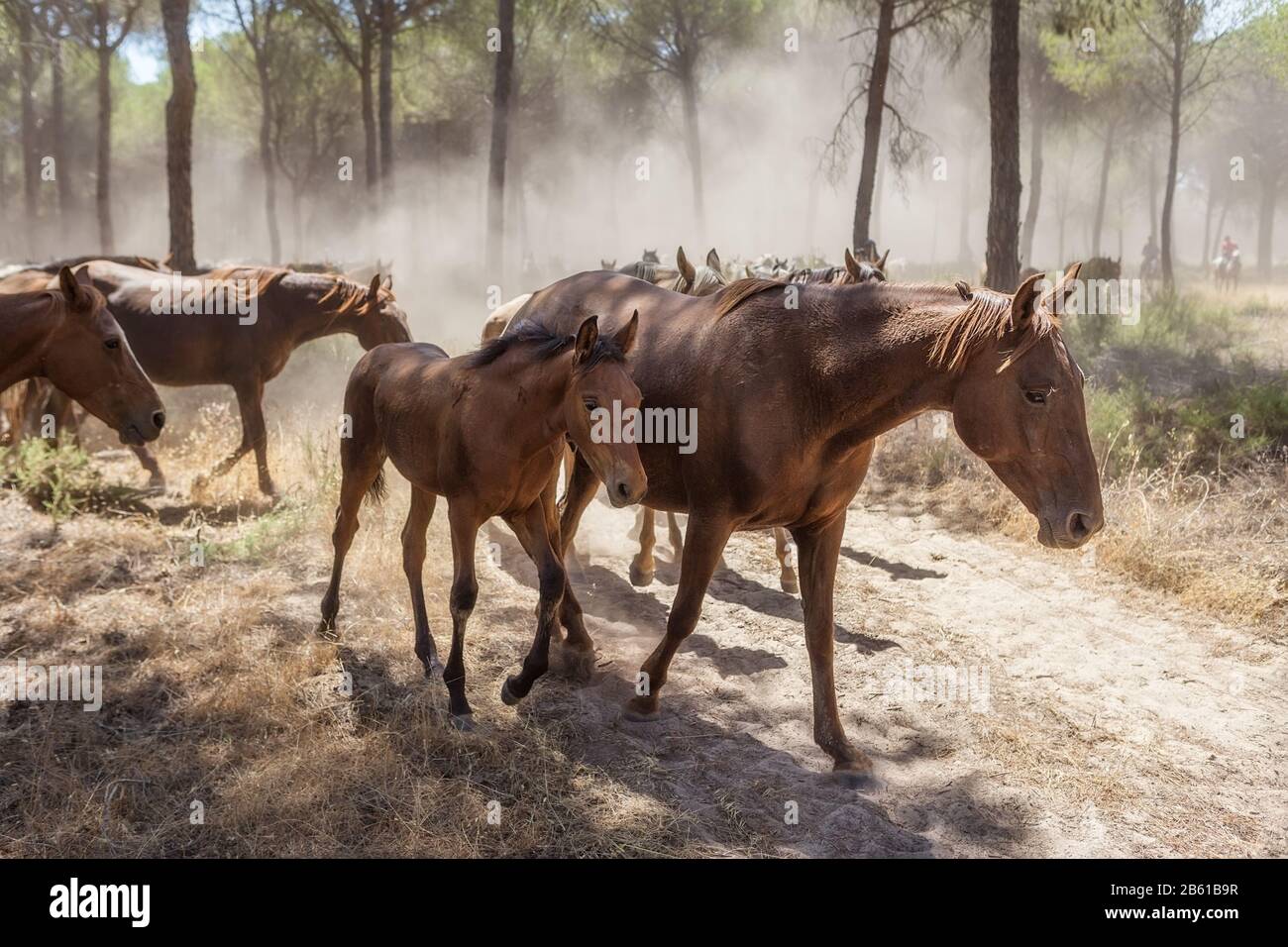 Horse baby and his mother galloping in the forest. Stacey on the sandy ...