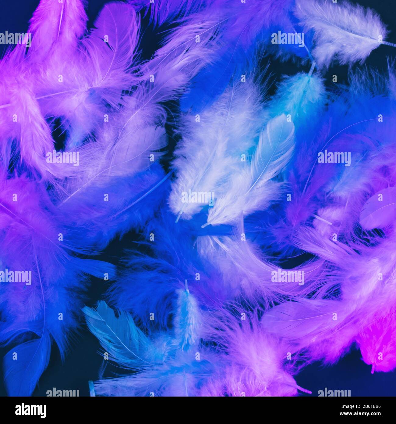 Stylish dark background with feathers in neon light Stock Photo - Alamy