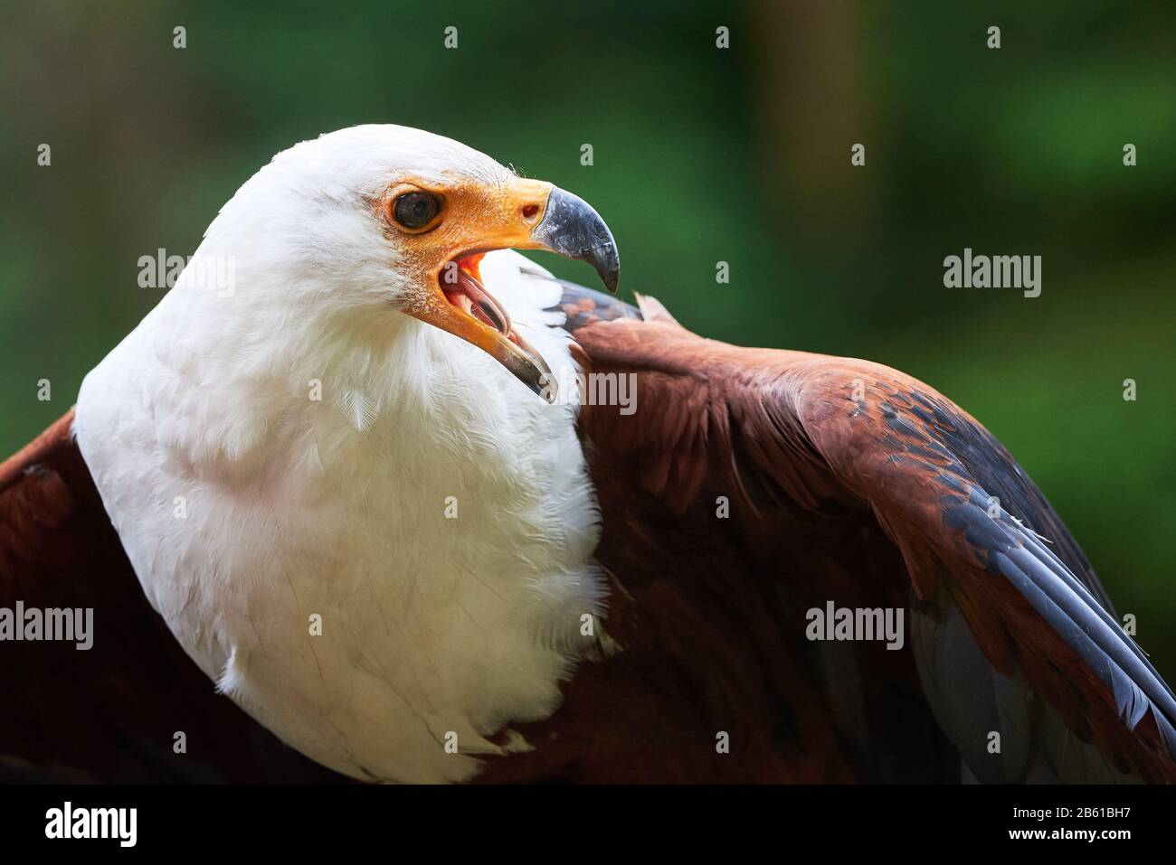 African fish eagle namibia hi-res stock photography and images - Alamy
