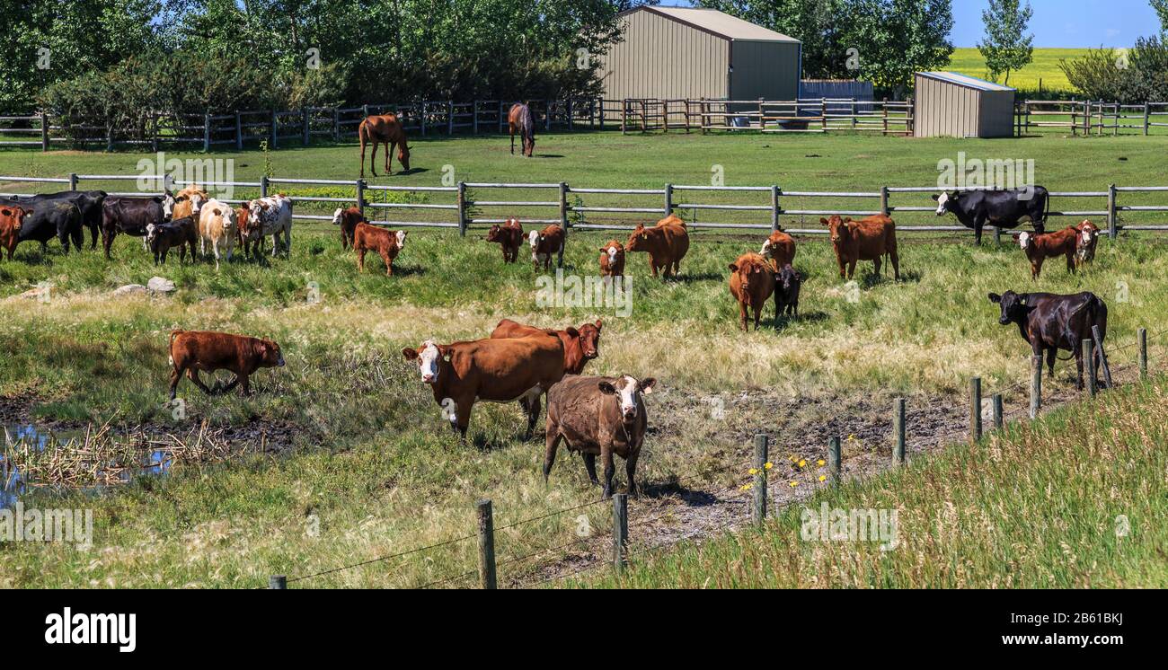 Horses and cows in a fenced green yard Stock Photo - Alamy