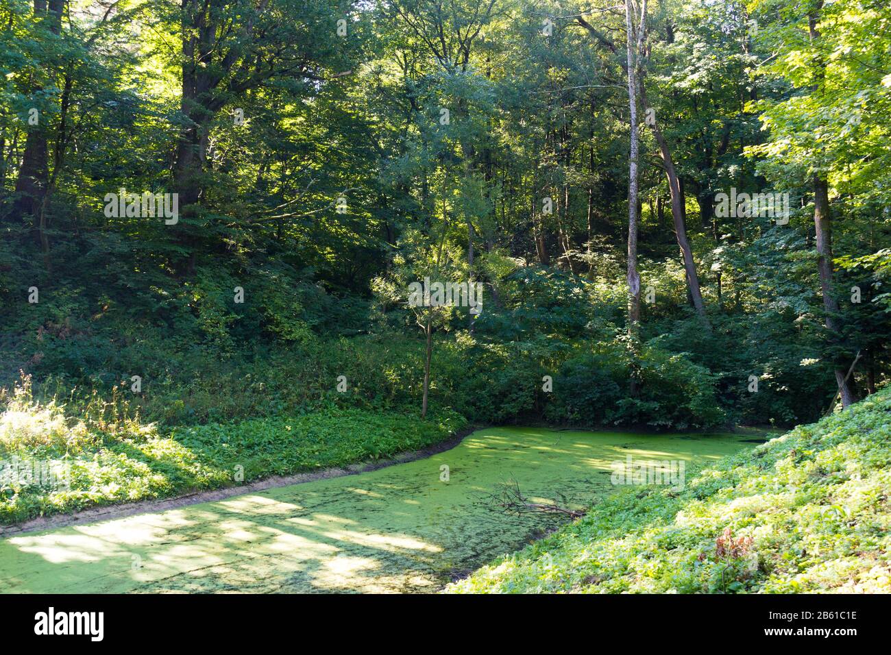 Lush green swamp and tropical forest scene. The sun is peaking through ...