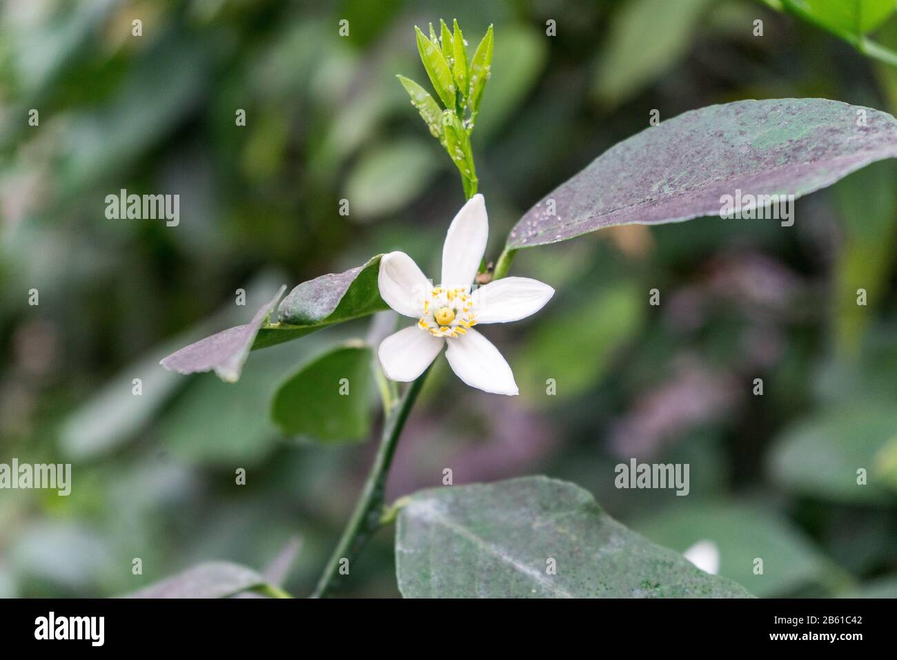 Branch of coffee tree with beautiful delicate white flower and young ...