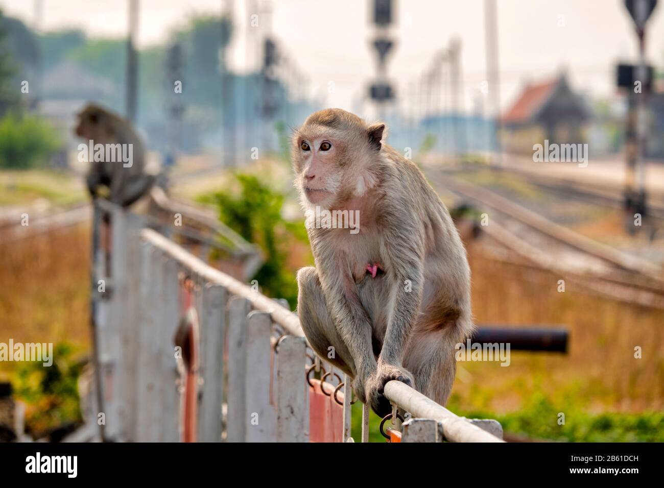 Macaca Irus High Resolution Stock Photography and Images - Alamy