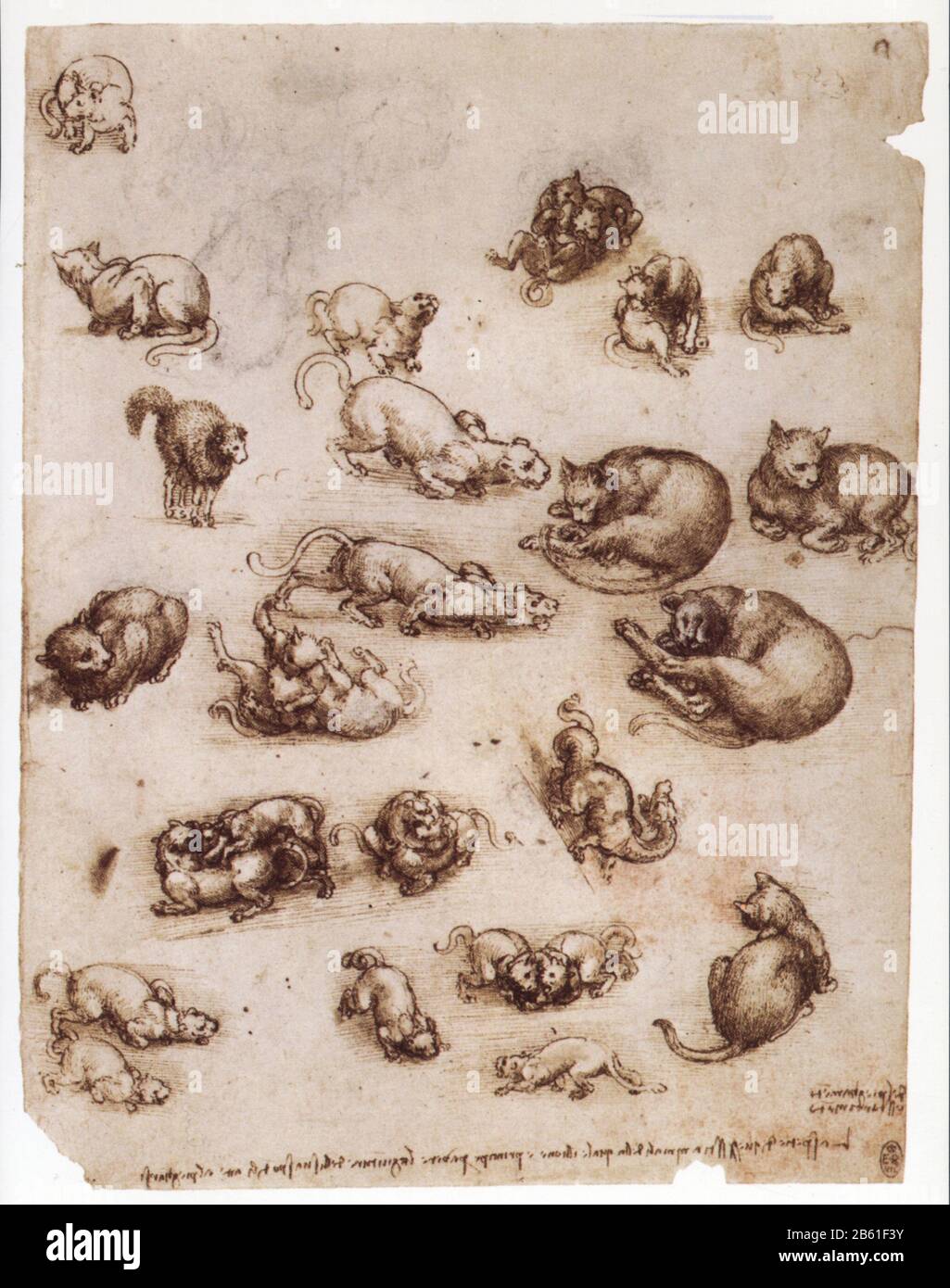 Leonardo da Vinci. Study of cats and a dragon. 1517-1518 Stock Photo ...