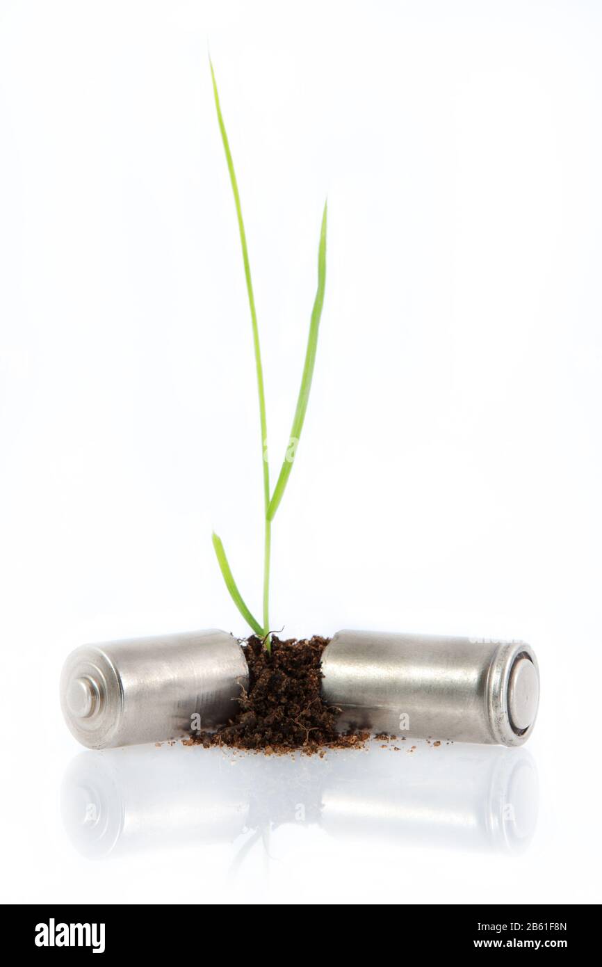 plant in the soil and battery in white background,in the section Stock ...