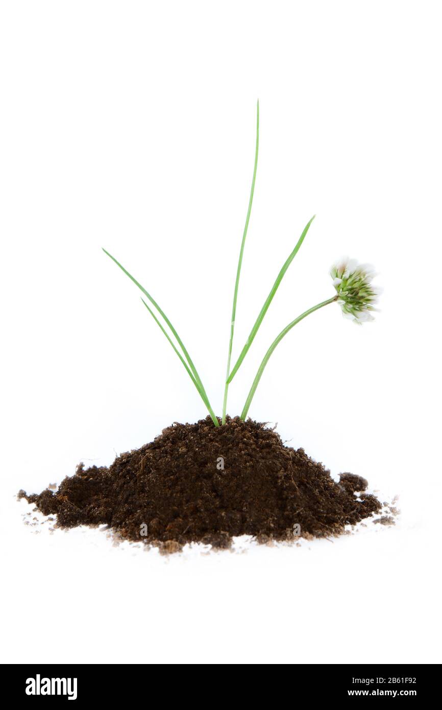 clover with grass growing in soil on white background Stock Photo - Alamy