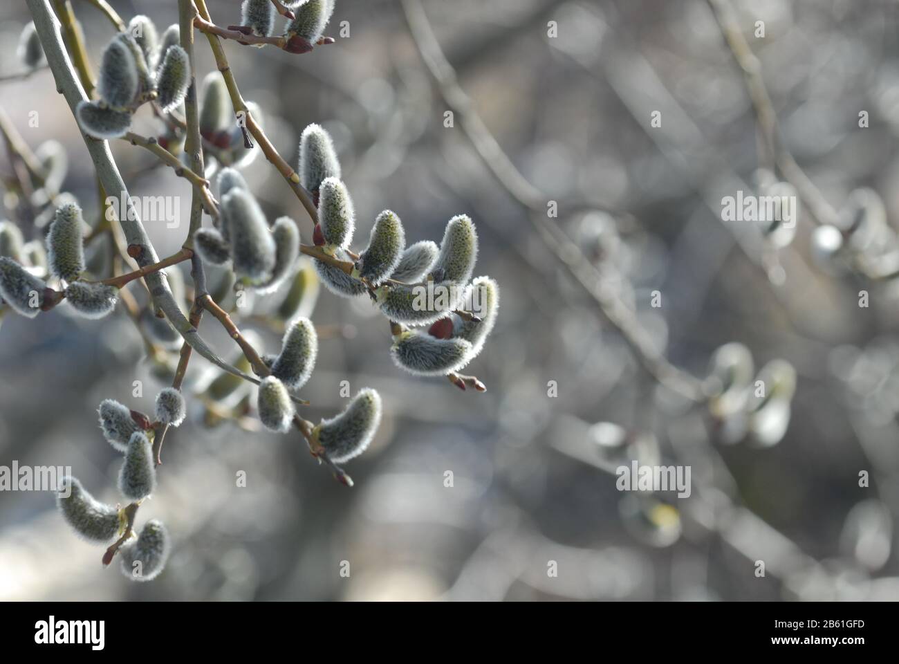 Spring. Male catkins on the willow branch. Image contains free space ...