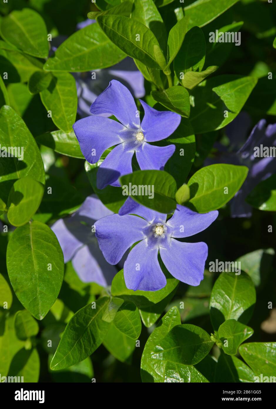 Close-up perwinkle flowers against green leaves background Stock Photo ...