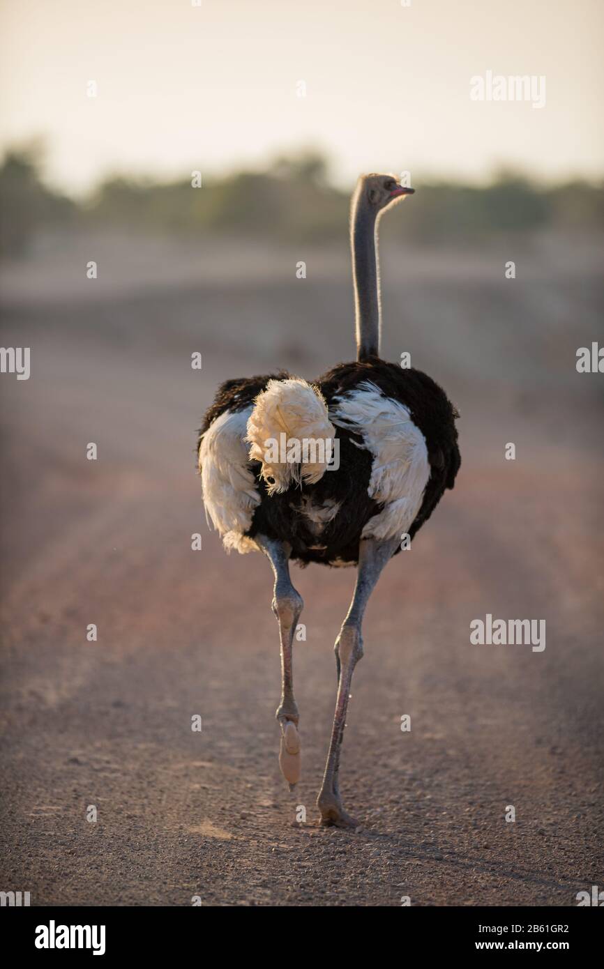 Ostrich walking on a gravel road into the sunset Stock Photo - Alamy