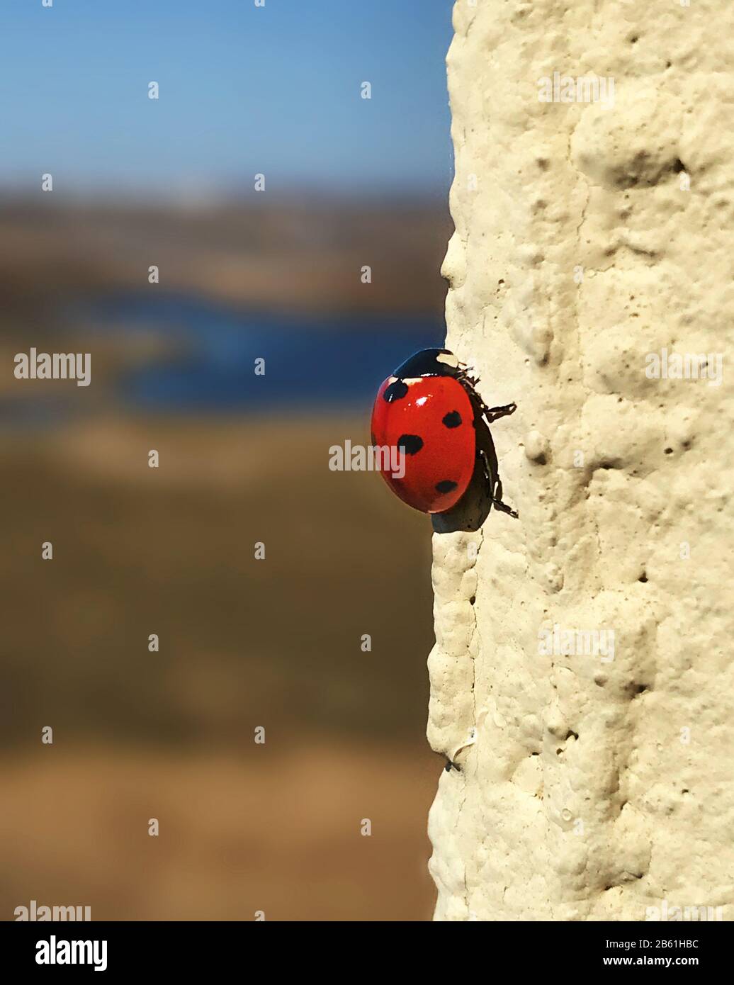 classic ladybug on the wall Stock Photo - Alamy