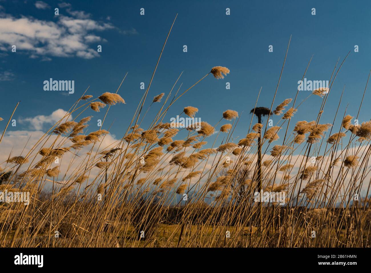 Brushing dry stems of reed on the background of blue sky Stock Photo ...