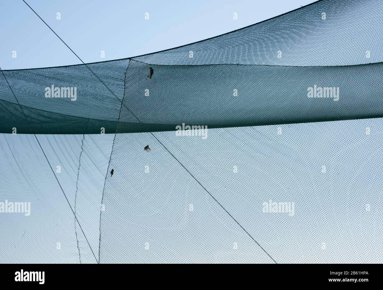 Trapping birds hi-res stock photography and images - Alamy